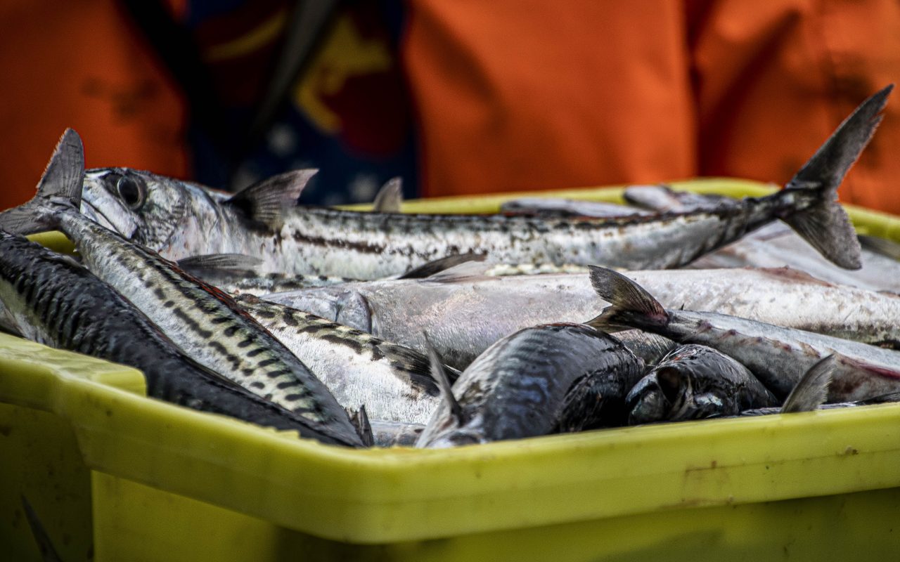 Sostenibilidad y Pesca Artesanal: El Compromiso de Asturias con el Mar ...